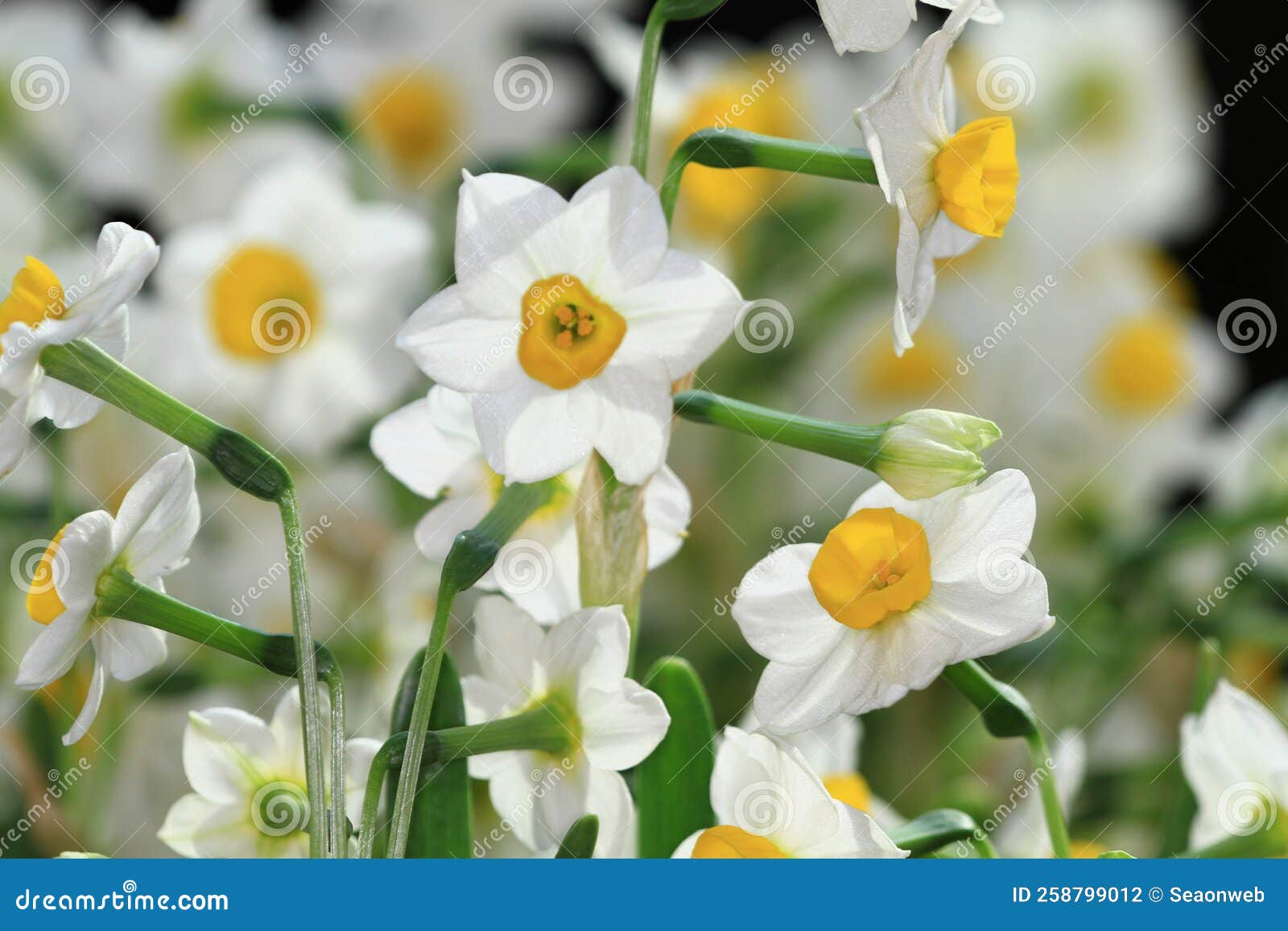 A Daffodi Isolated on a Natre Back Ground Stock Photo - Image of white ...
