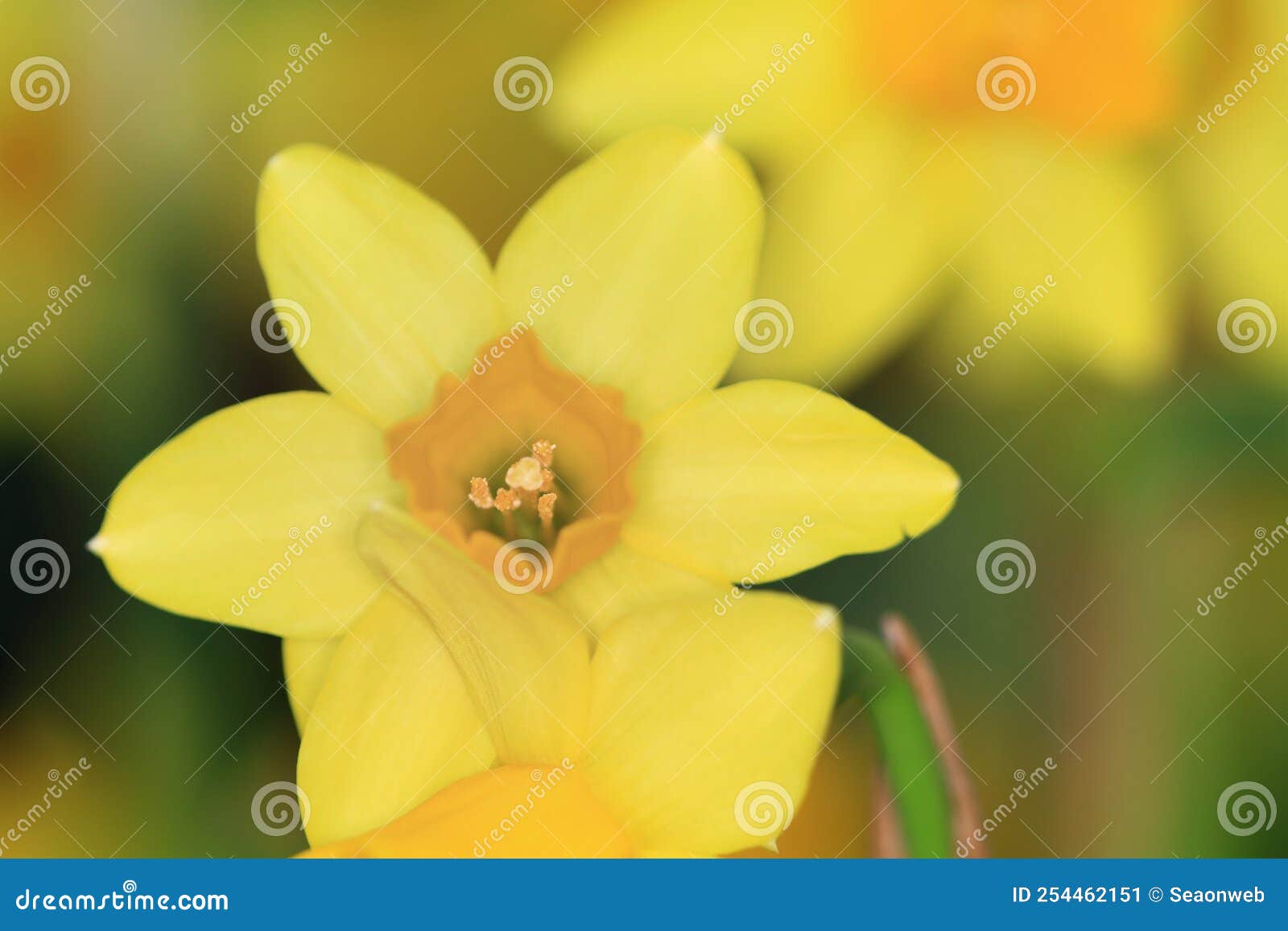The Daffodi on a Natre Back Ground Stock Image - Image of bloom, flower ...