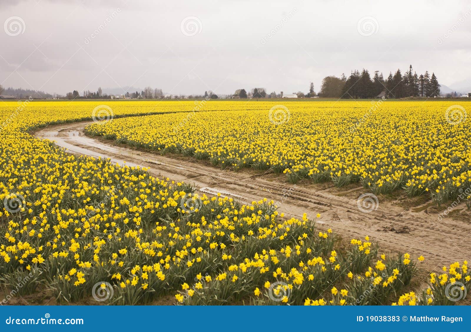 Daffodiil Farm in Bloom stock image. Image of county - 19038383