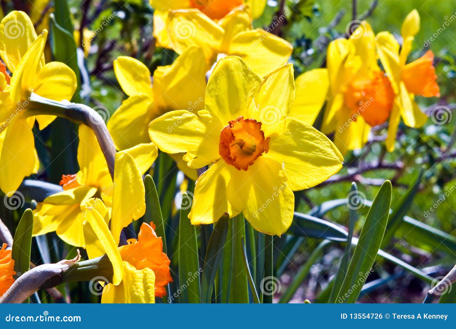 Daffodil stock photo. Image of colorful, bloomers, life - 13554726