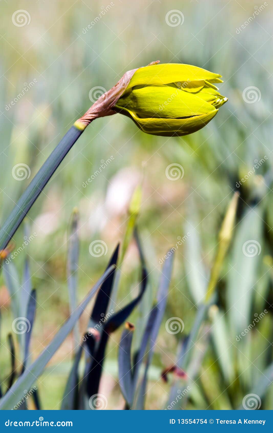 Daffodil stock photo. Image of field, outdoor, opening - 13554754