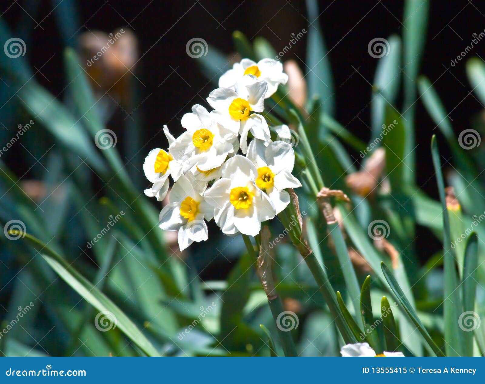 Daffodil stock image. Image of bloom, colourful, flower - 13555415