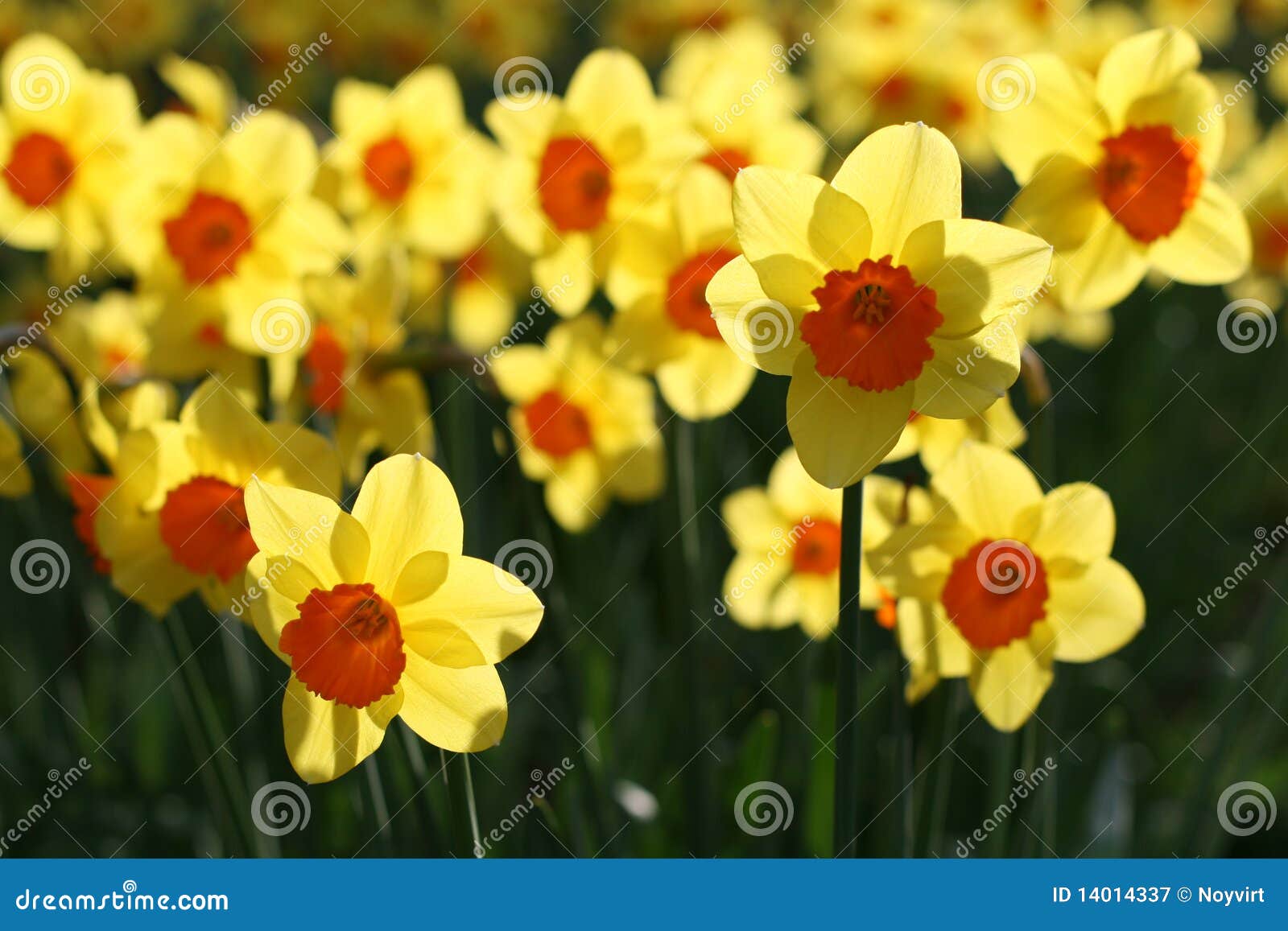Daffodils in back light stock image. Image of light, land - 14014337