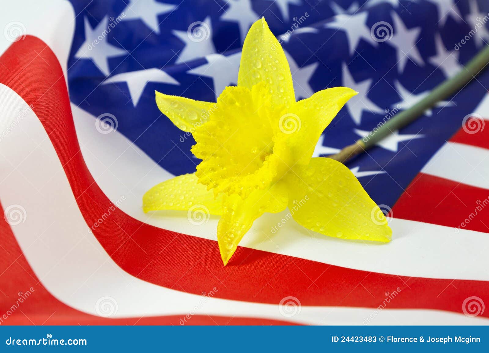 Daffodil on American Flag stock image. Image of flag - 24423483