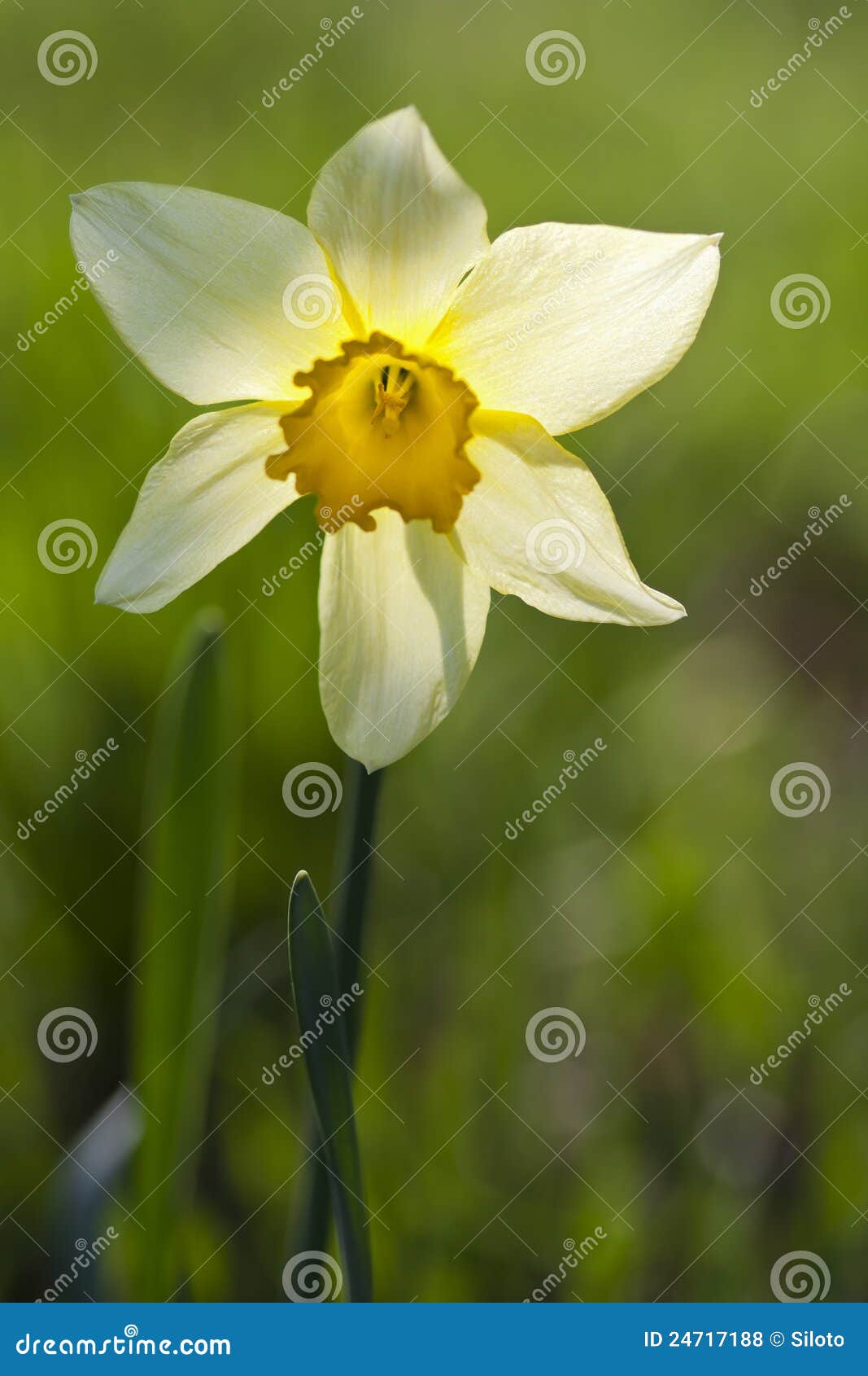 Daffodil in back light stock photo. Image of light, carpel - 24717188