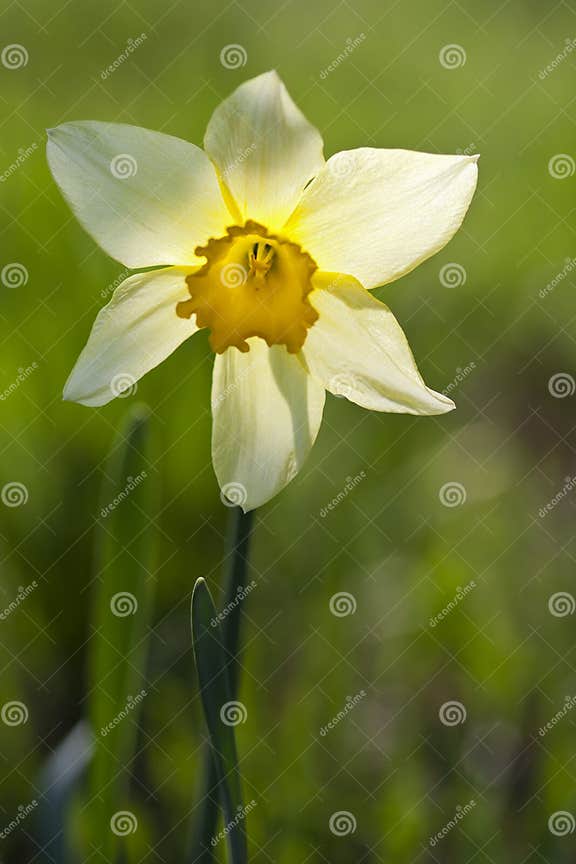Daffodil in back light stock photo. Image of light, carpel - 24717188