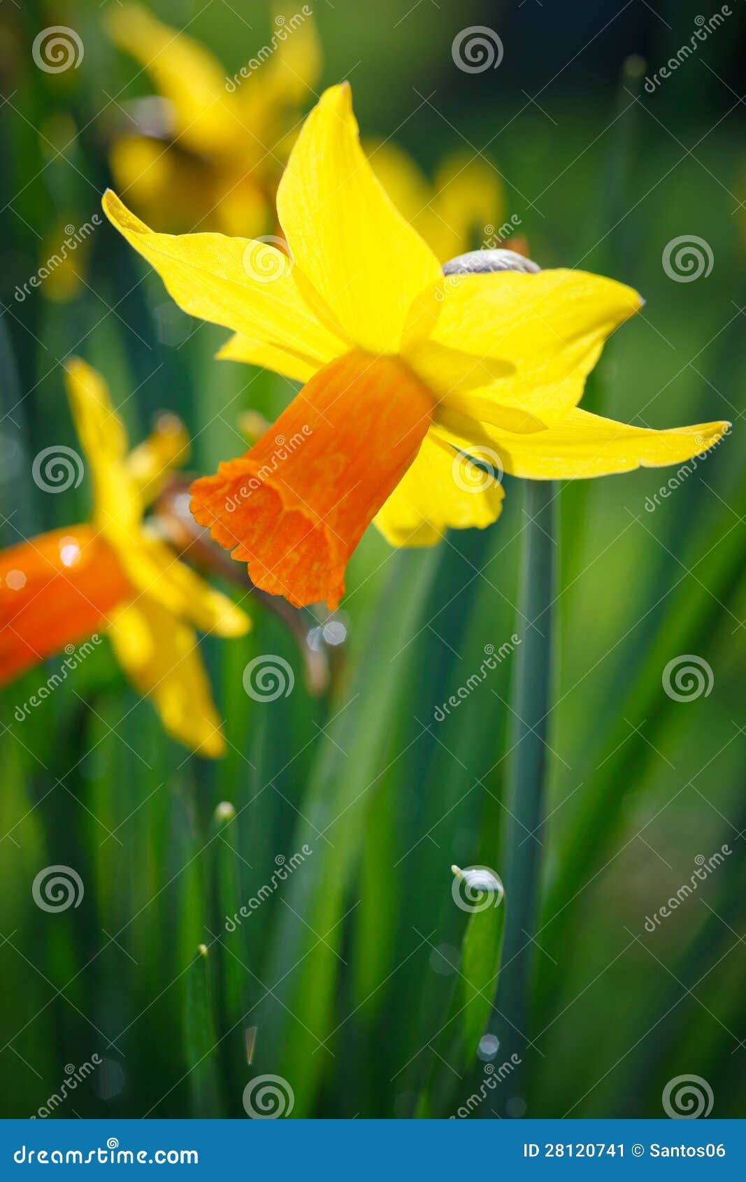 Daffodil in back light stock image. Image of daffodil - 28120741