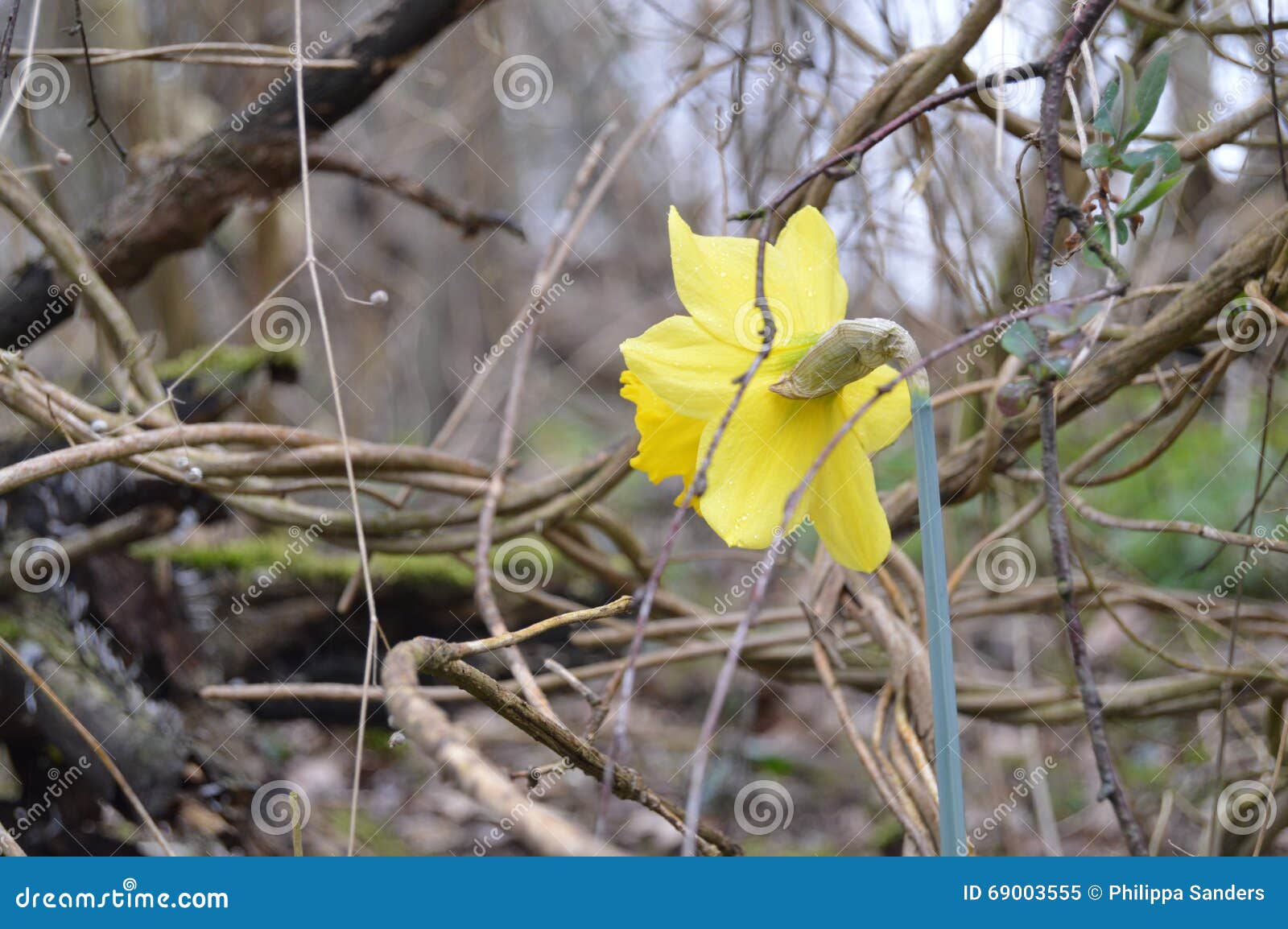 Daffodil stock image. Image of contrast, tangled, coutnryside - 69003555