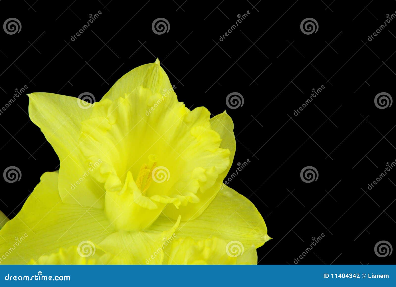 Daffodil on black stock photo. Image of plant, bloom - 11404342