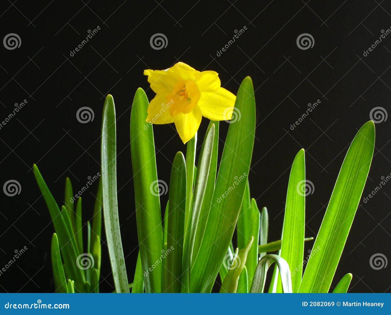 Daffodil on Black stock image. Image of leaf, season, petals - 2082069