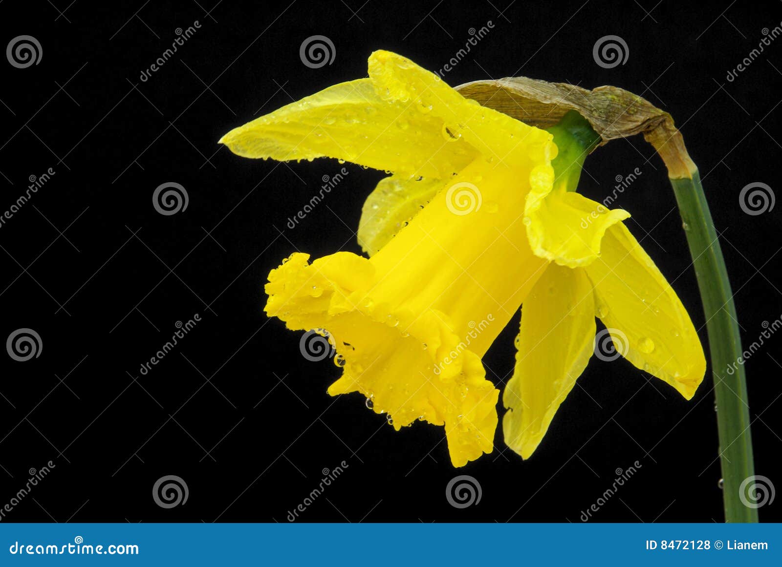 Daffodil on black stock photo. Image of closeup, close - 8472128