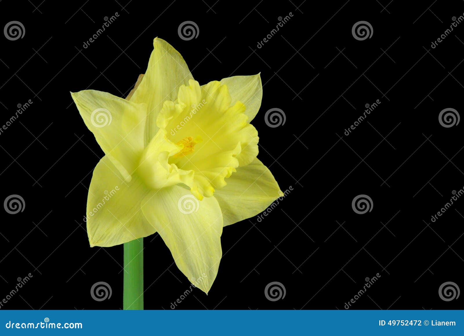 Daffodil on black stock photo. Image of flower, backgrouns - 49752472
