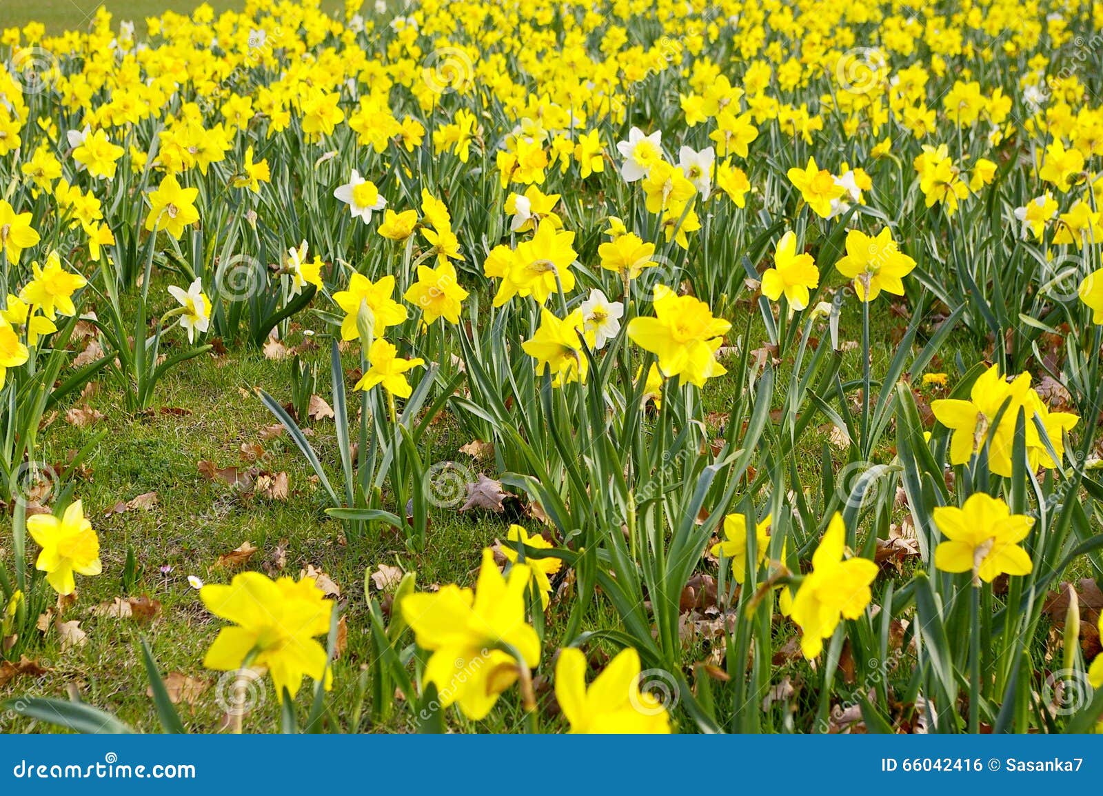 Daffodil bloom stock photo. Image of seasonal, nature - 66042416