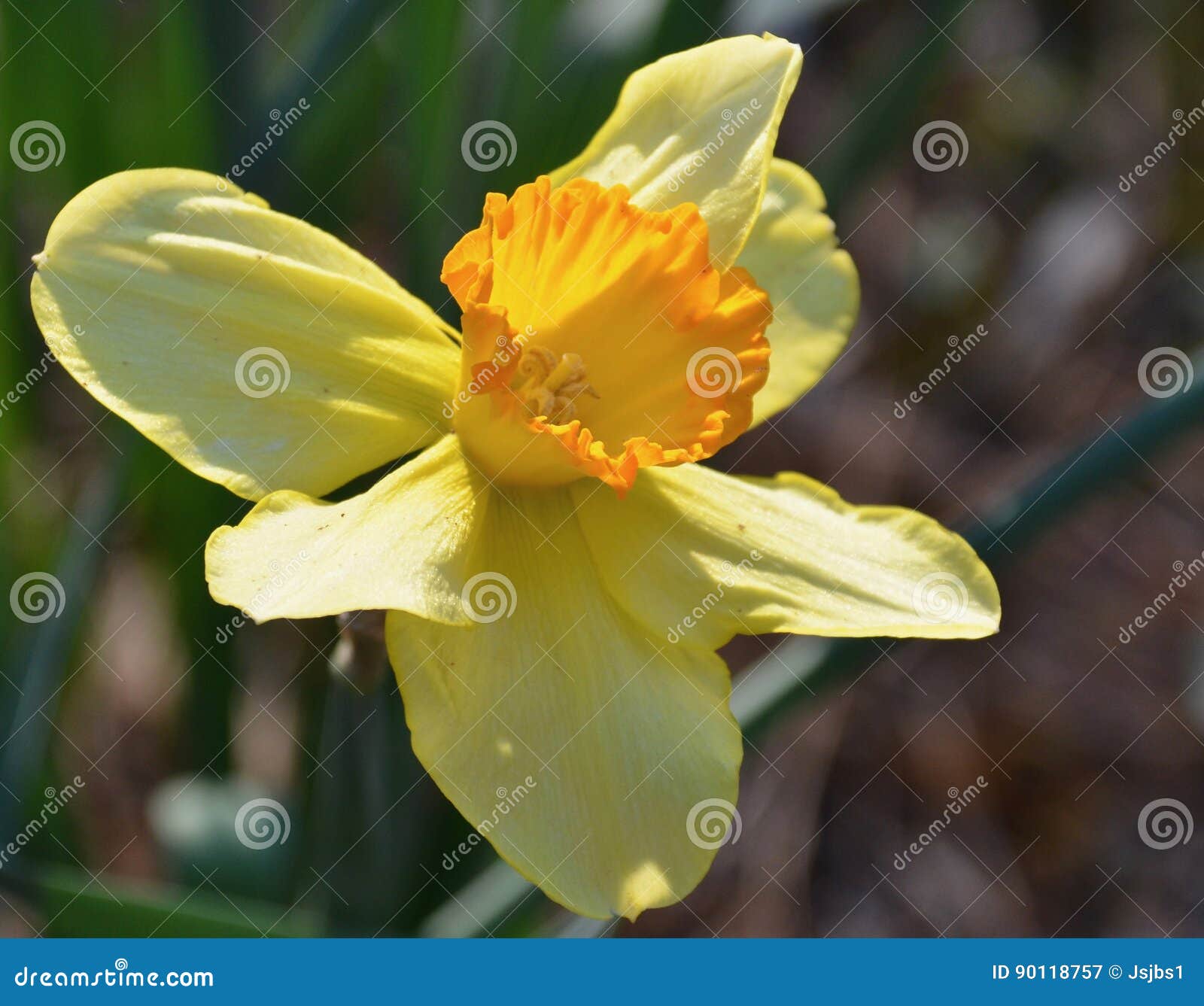 Daffodil stock image. Image of floral, spring, fresh - 90118757