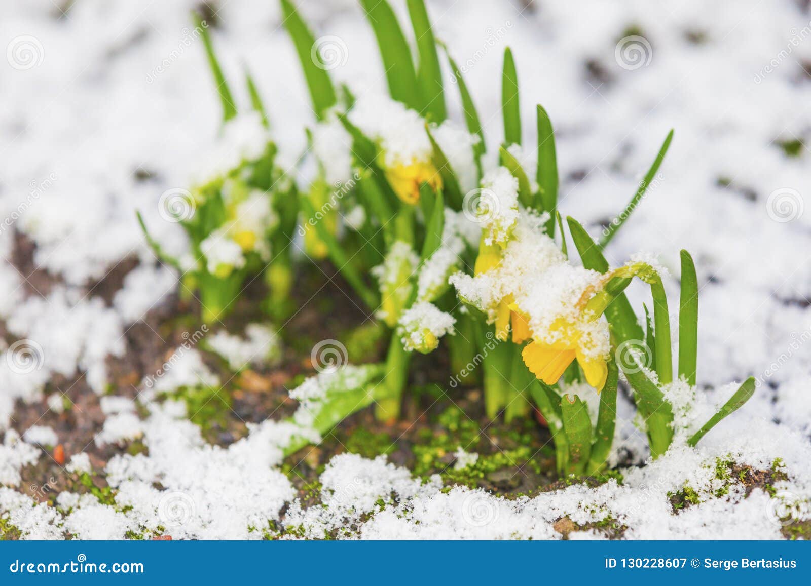 Daffodil Blooming through the Snow Stock Image - Image of green, close ...