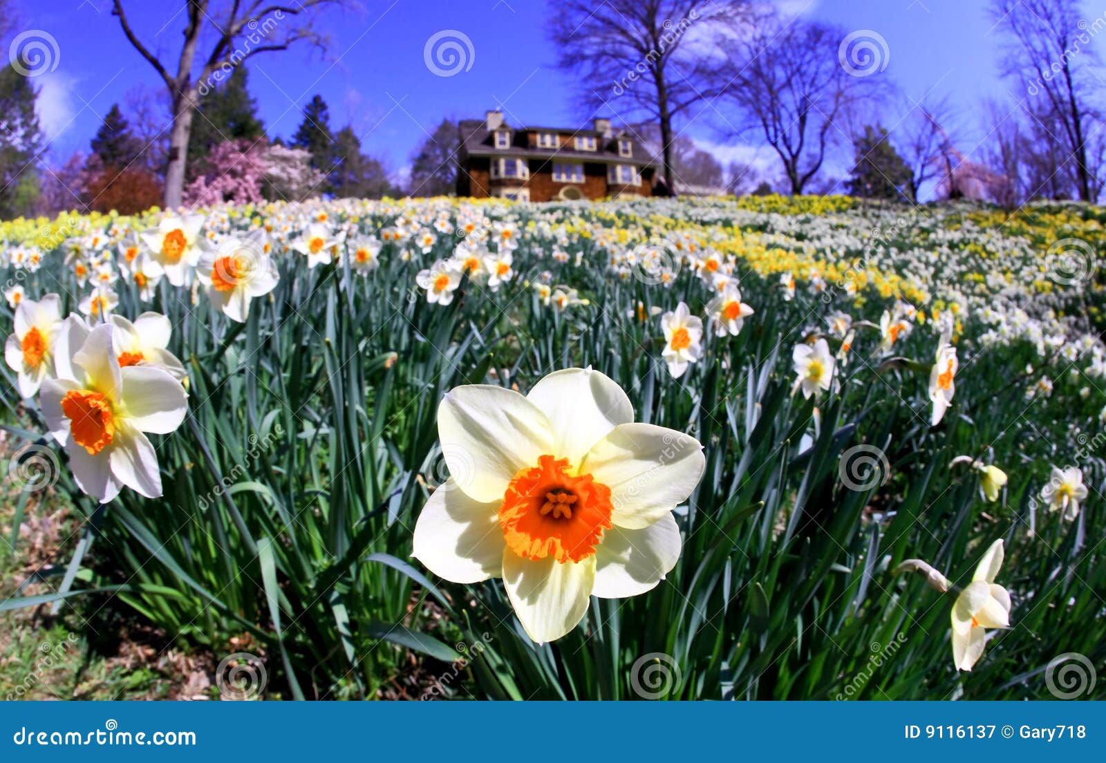 The Daffodil Blooming in Spring Stock Image - Image of botanic ...