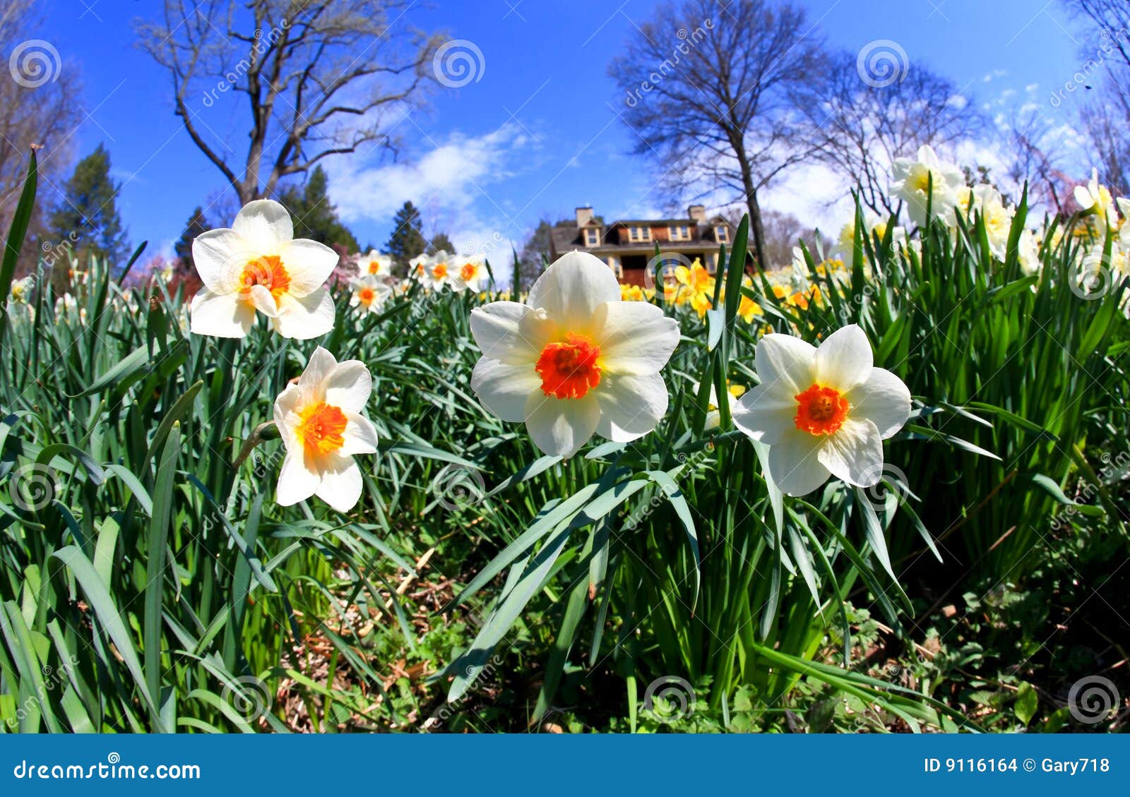 The Daffodil Blooming in Spring Stock Photo - Image of nature, park ...