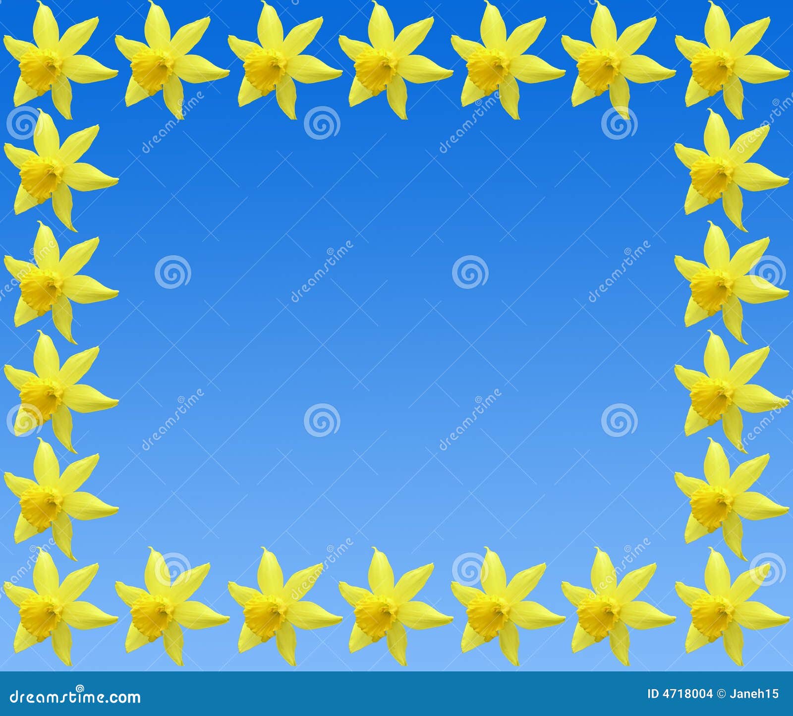 Daffodil Border Stock Images - Image: 4718004