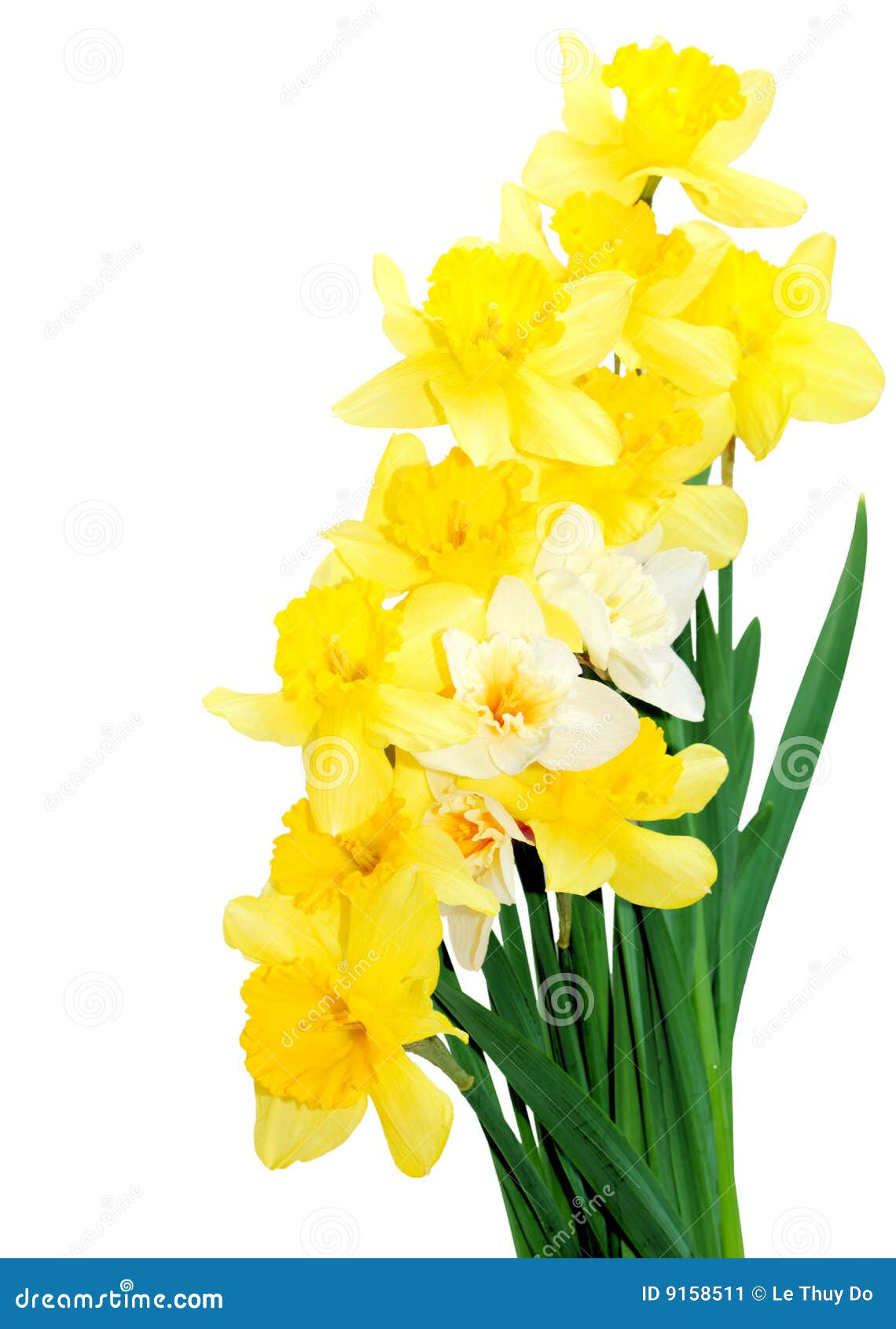 Daffodil Bouquet stock image. Image of pretty, bright - 9158511