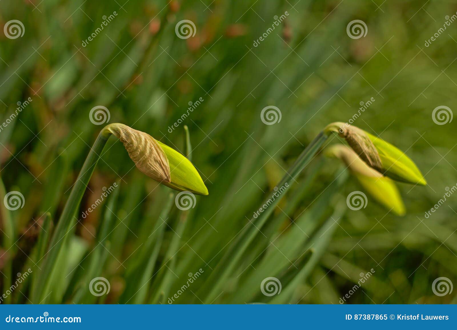 Daffodil Buds, Selective Focus - Narcissus Stock Image - Image of ...
