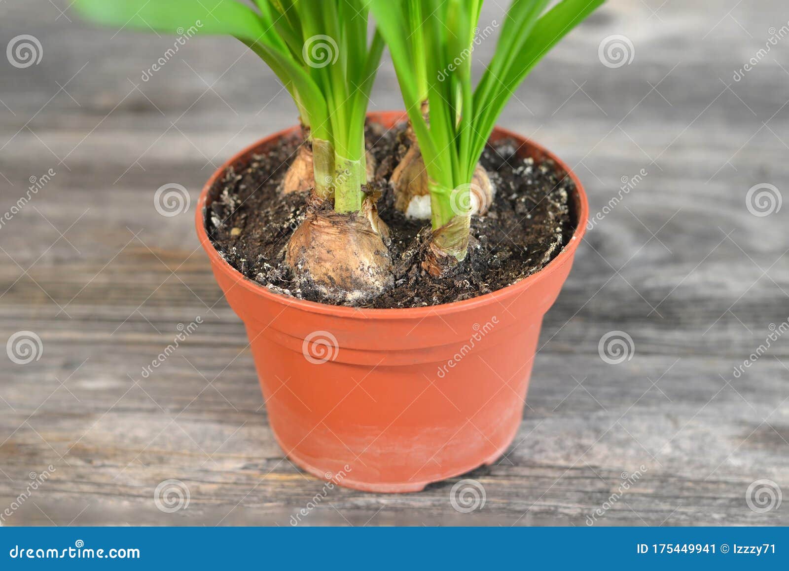 Daffodil Bulbs in Flower Pot Stock Image - Image of agriculture, easter ...