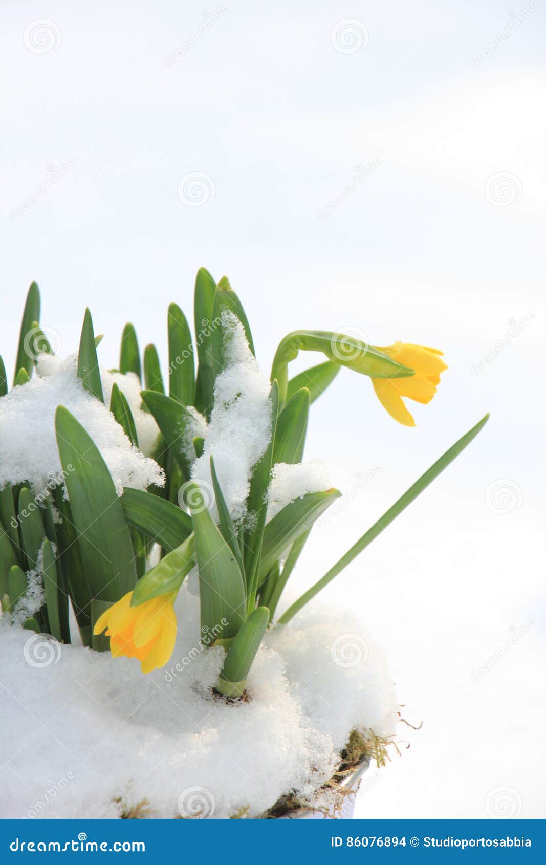 Daffodil bulbs in the snow stock photo. Image of flowers - 86076894