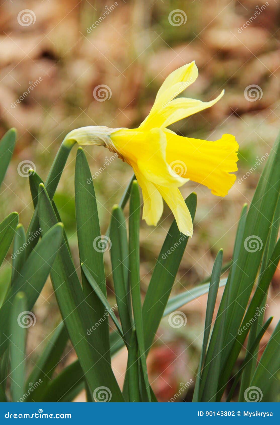 Daffodil stock photo. Image of ornamental, pretty, yellow - 90143802