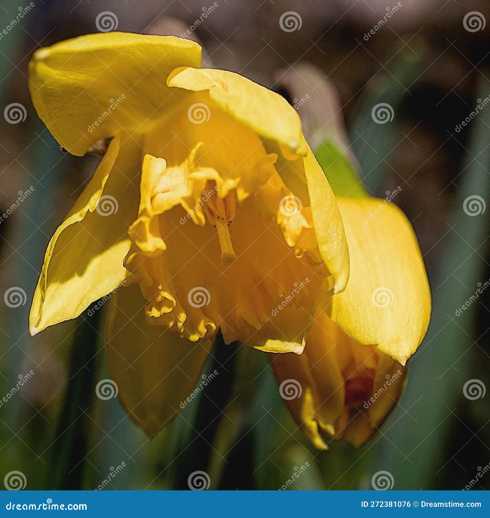 Daffodil close up stock photo. Image of flowerstagram - 272381076