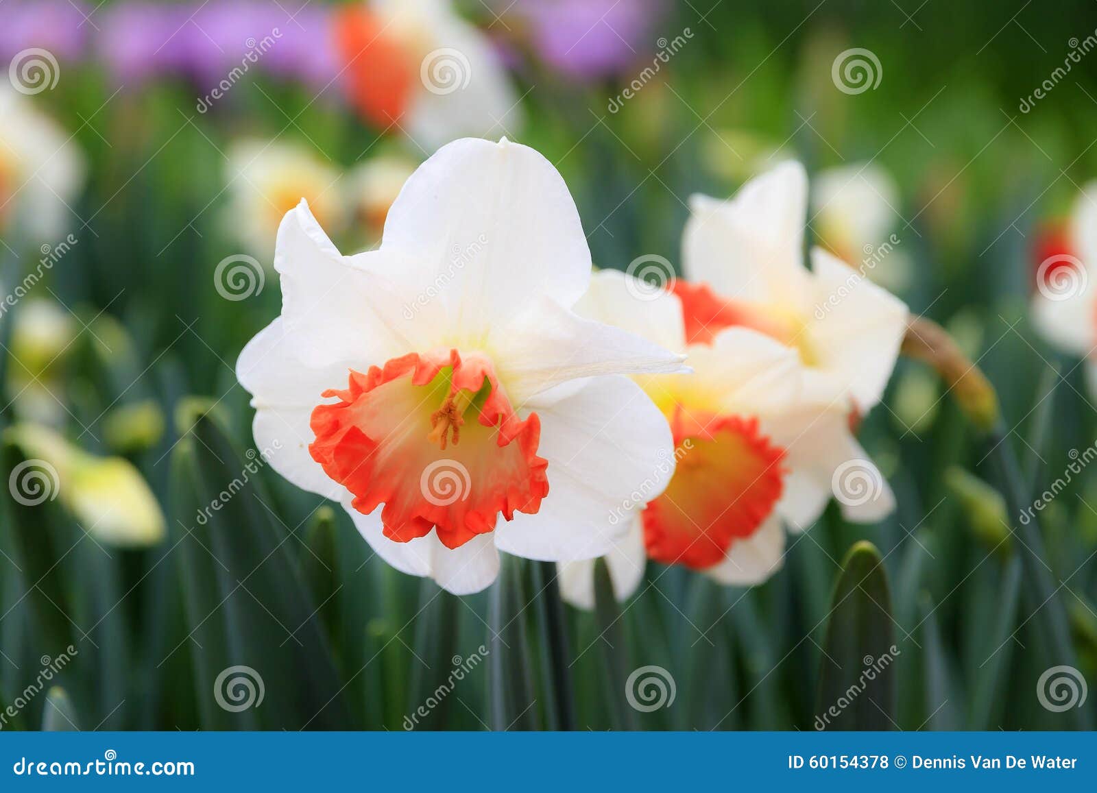 Daffodil close up stock photo. Image of flora, garden - 60154378