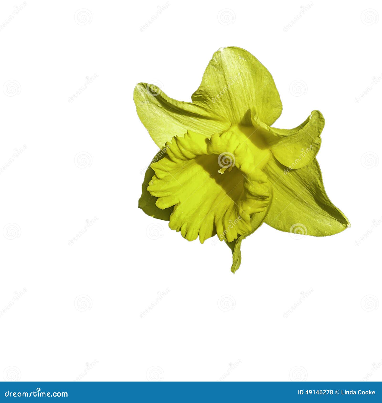 Daffodil cut out stock photo. Image of spring, narcissus - 49146278