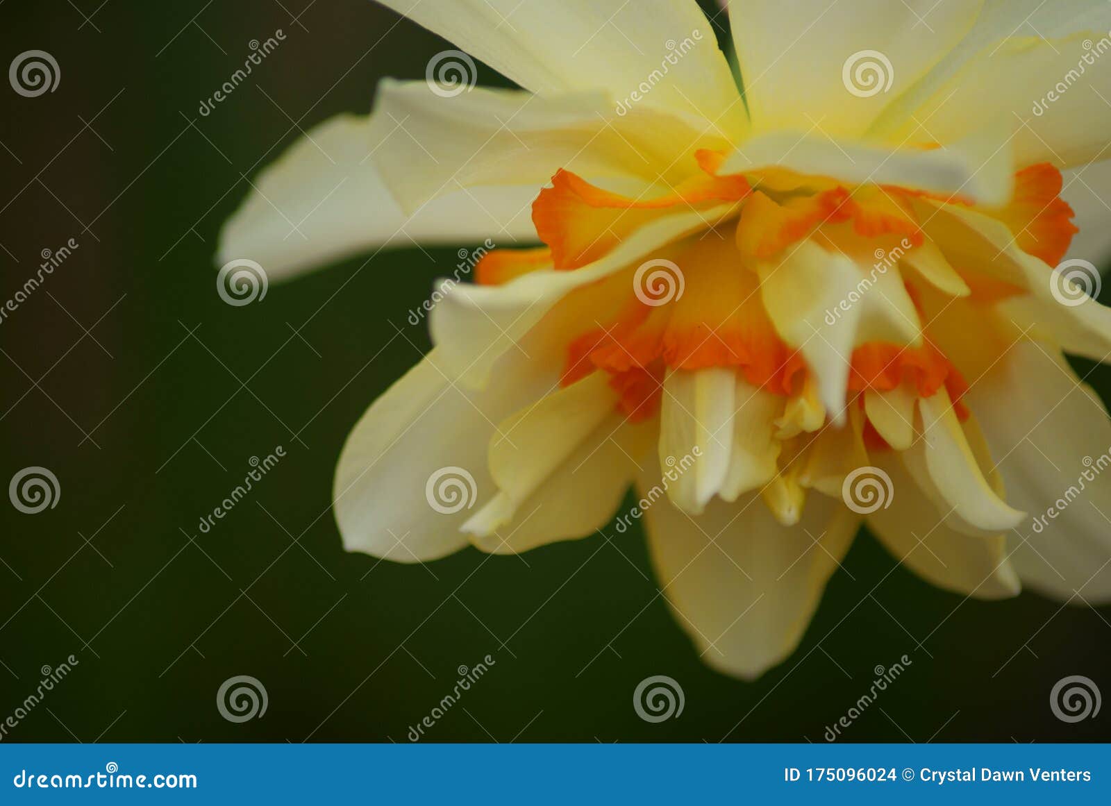 Daffodil stock photo. Image of narcissus, spathe, daffadowndilly ...