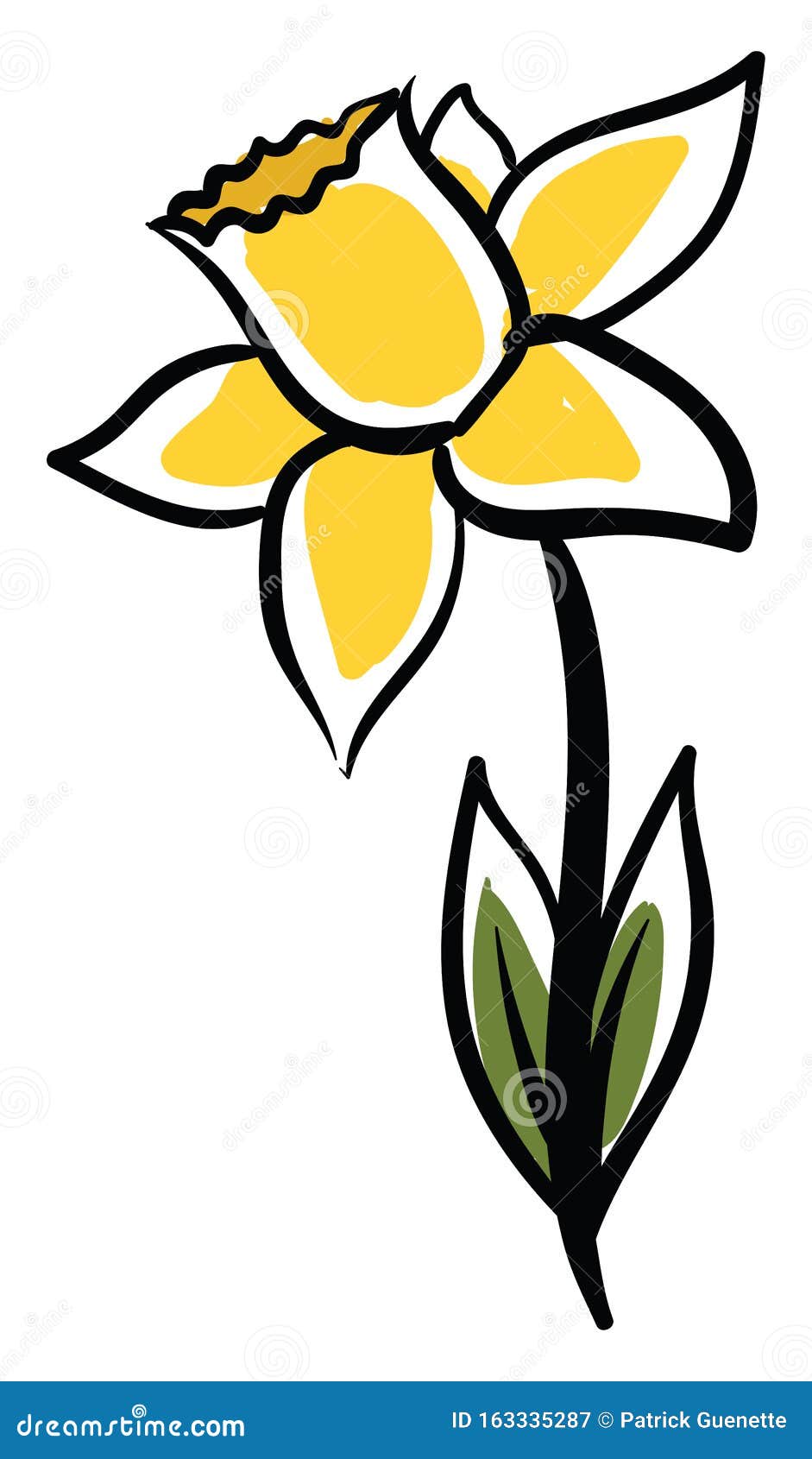 Daffodil. Drawing Tutorial. Cartoon Vector | CartoonDealer.com #66568555