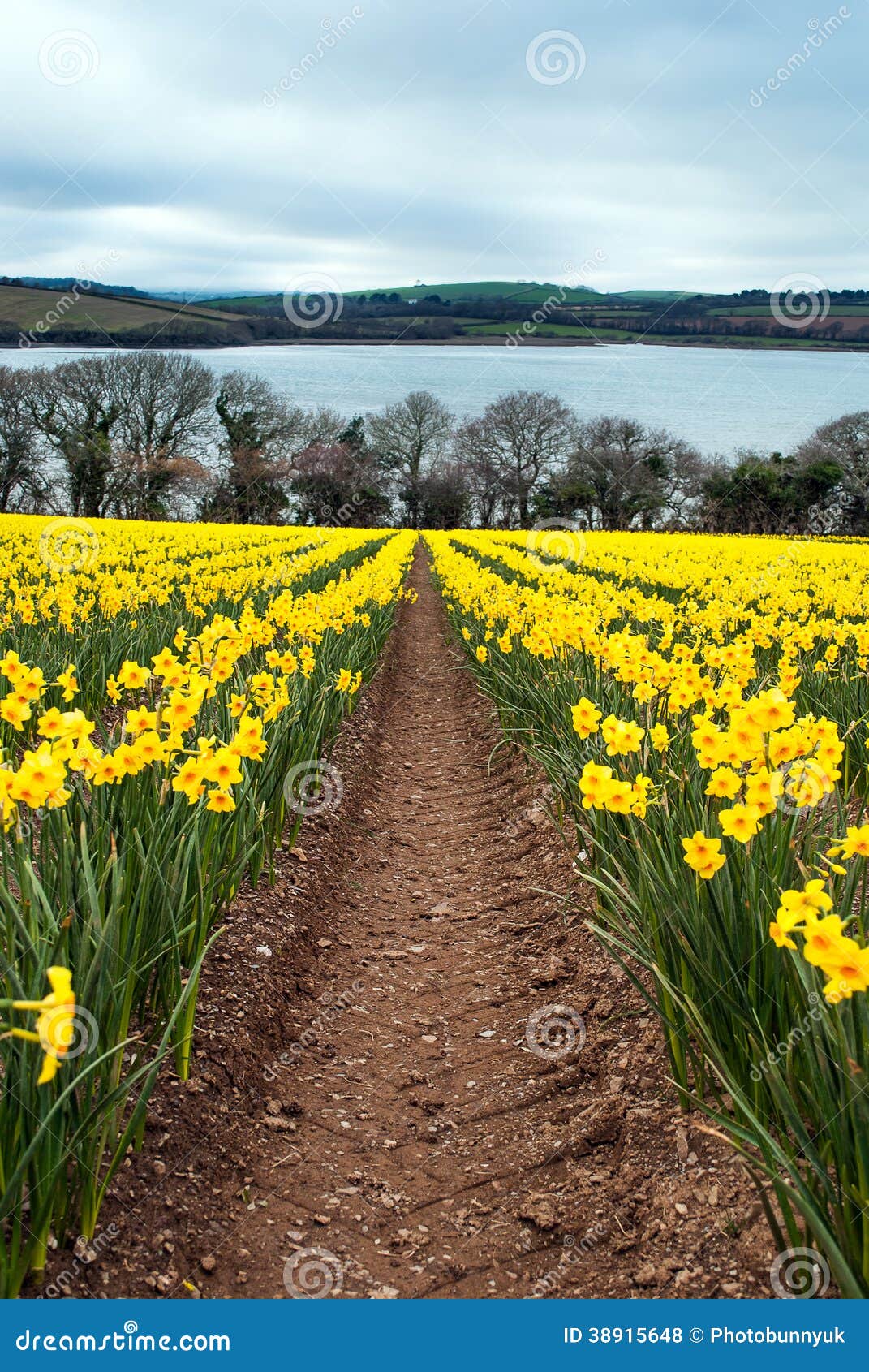 Daffodil Farm stock photo. Image of cornwall, flora, plant - 38915648