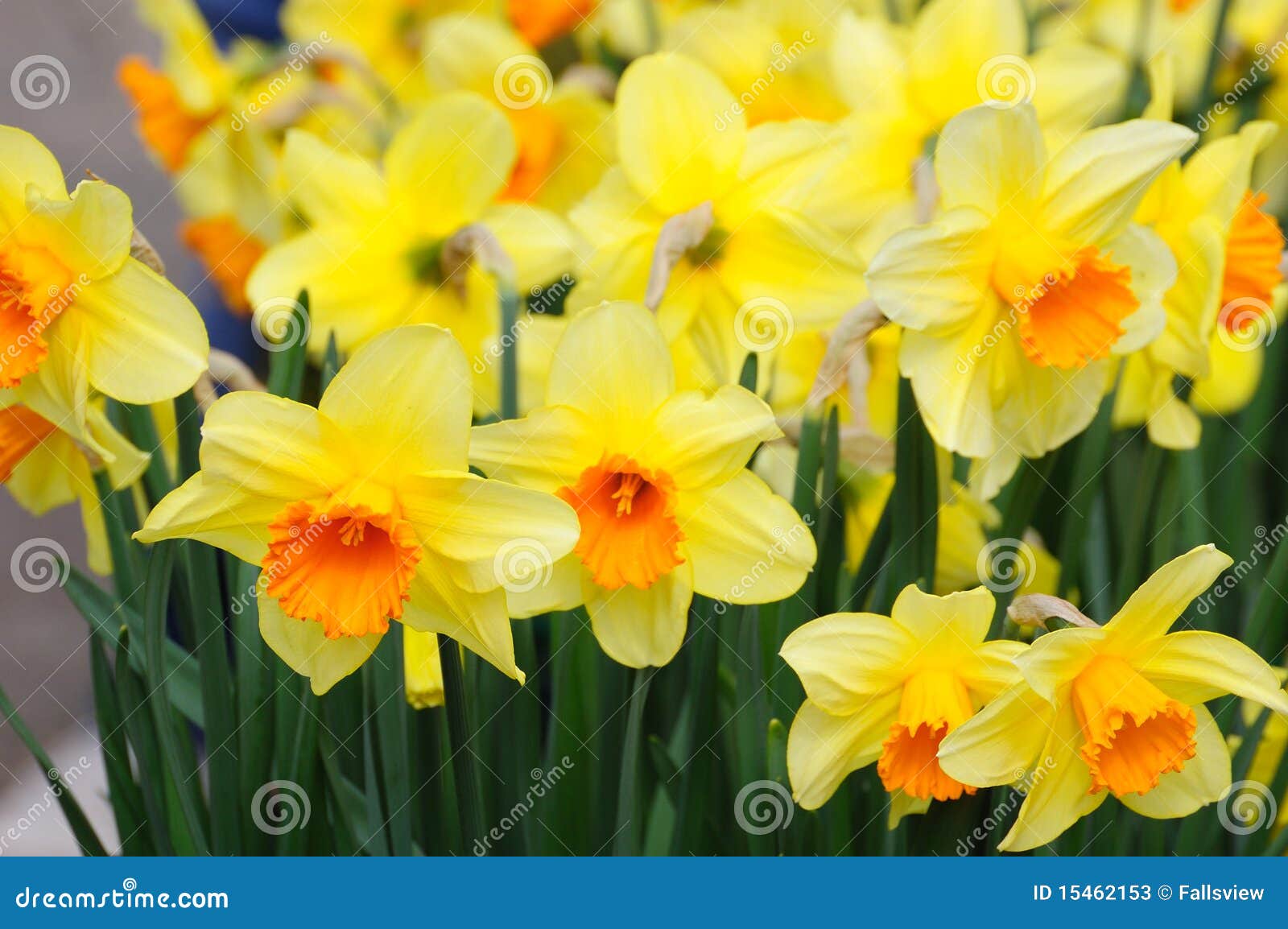 Daffodil field stock image. Image of garden, plant, nature - 15462153