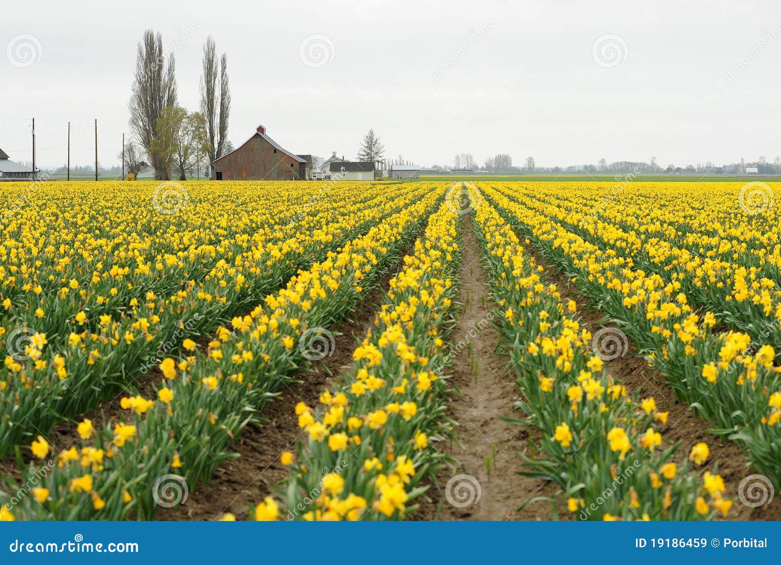 Daffodil field stock image. Image of green, garden, floral - 19186459