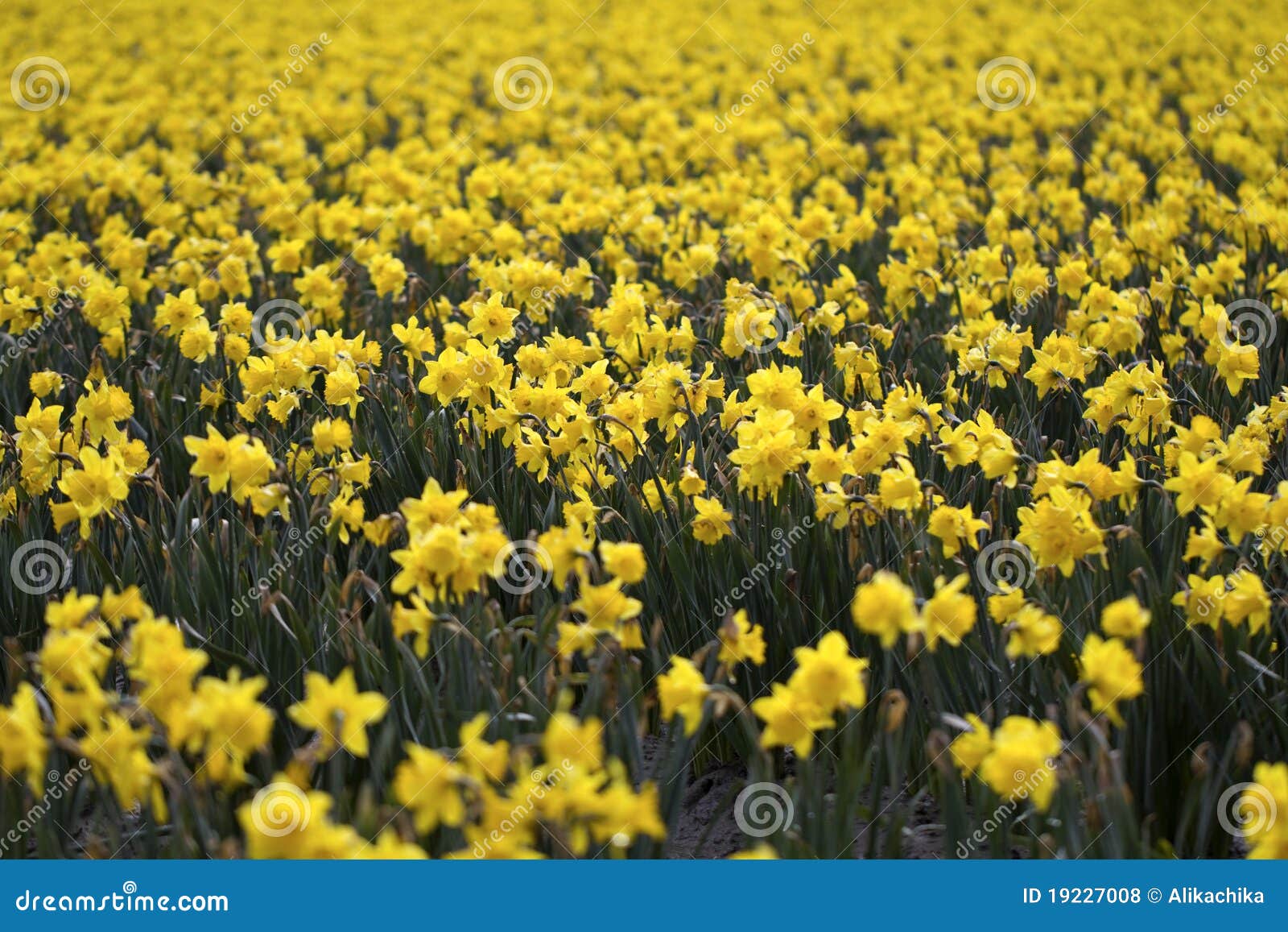 Daffodil Field stock photo. Image of flower, agriculture - 19227008