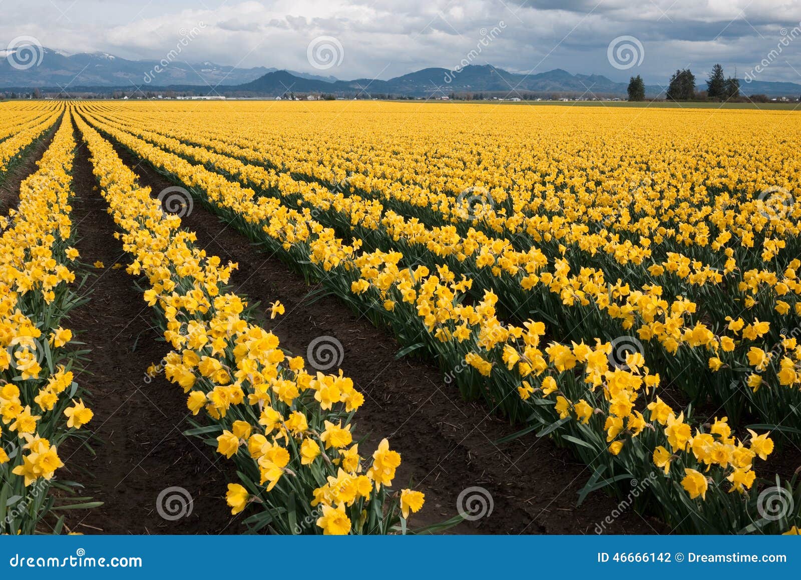 Daffodil Field stock photo. Image of washington, flowers - 46666142