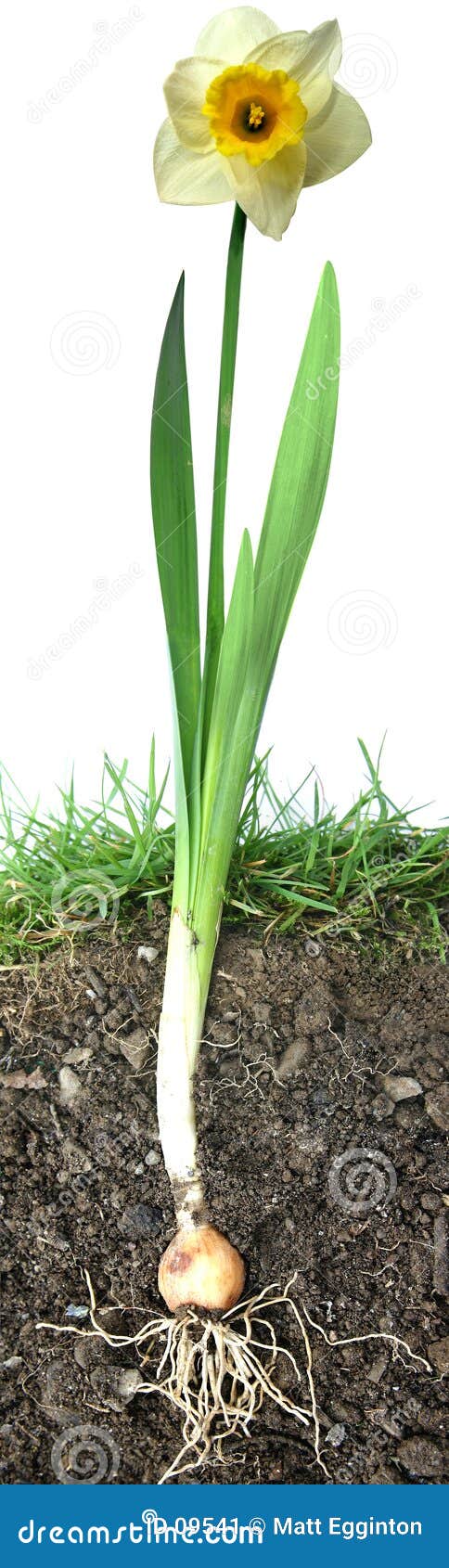 Daffodil Flower Stock Image - Image: 9541