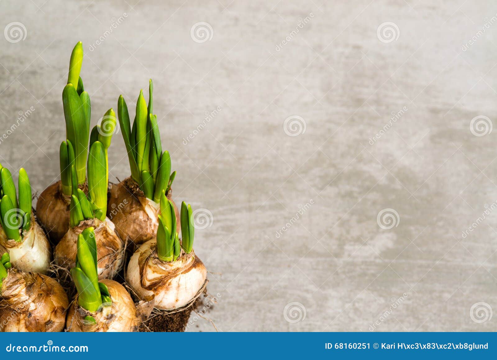 Daffodil flower bulbs stock image. Image of green, houseplant - 68160251
