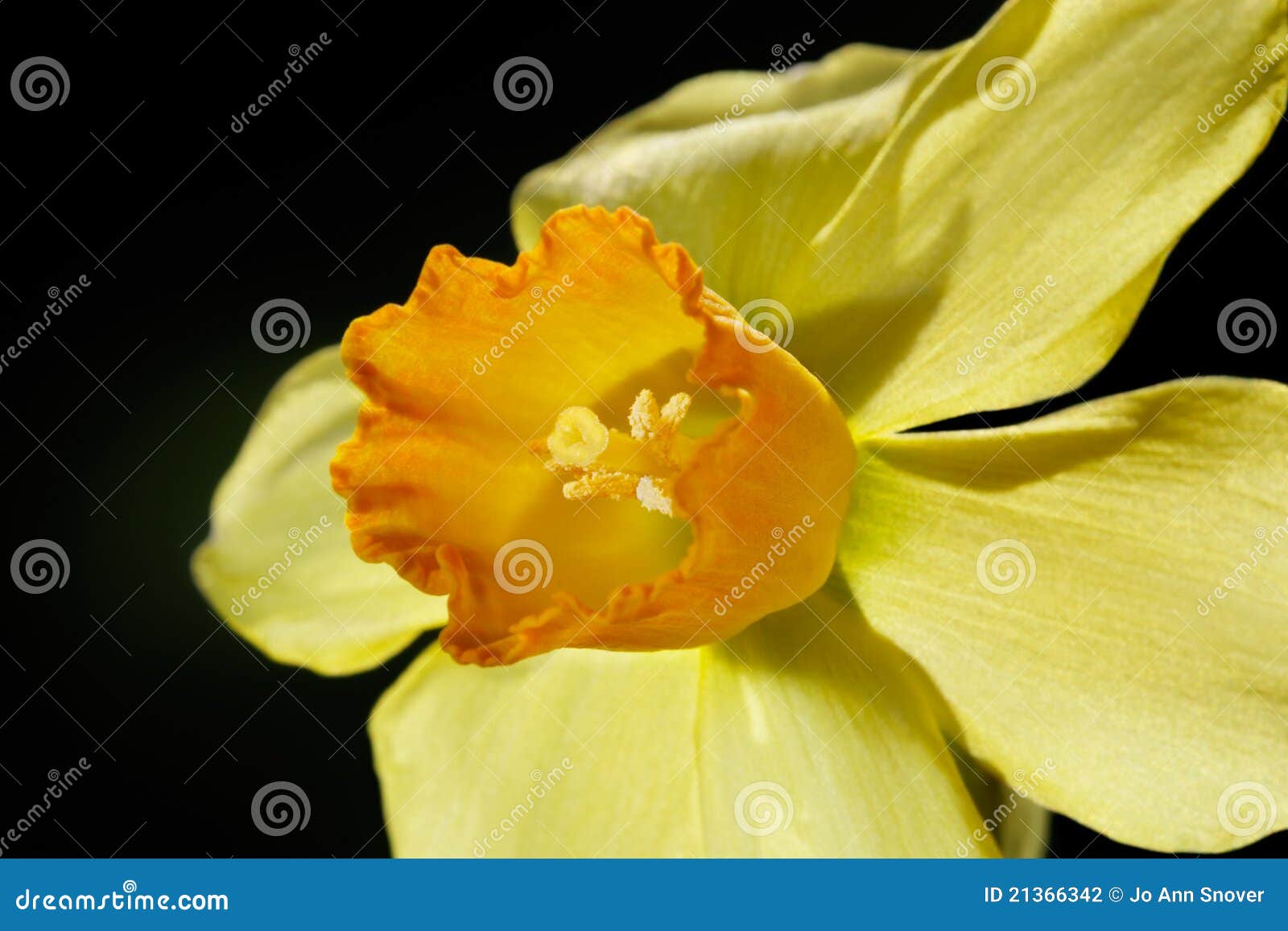 Daffodil flower detail stock photo. Image of bulb, sunshine - 21366342