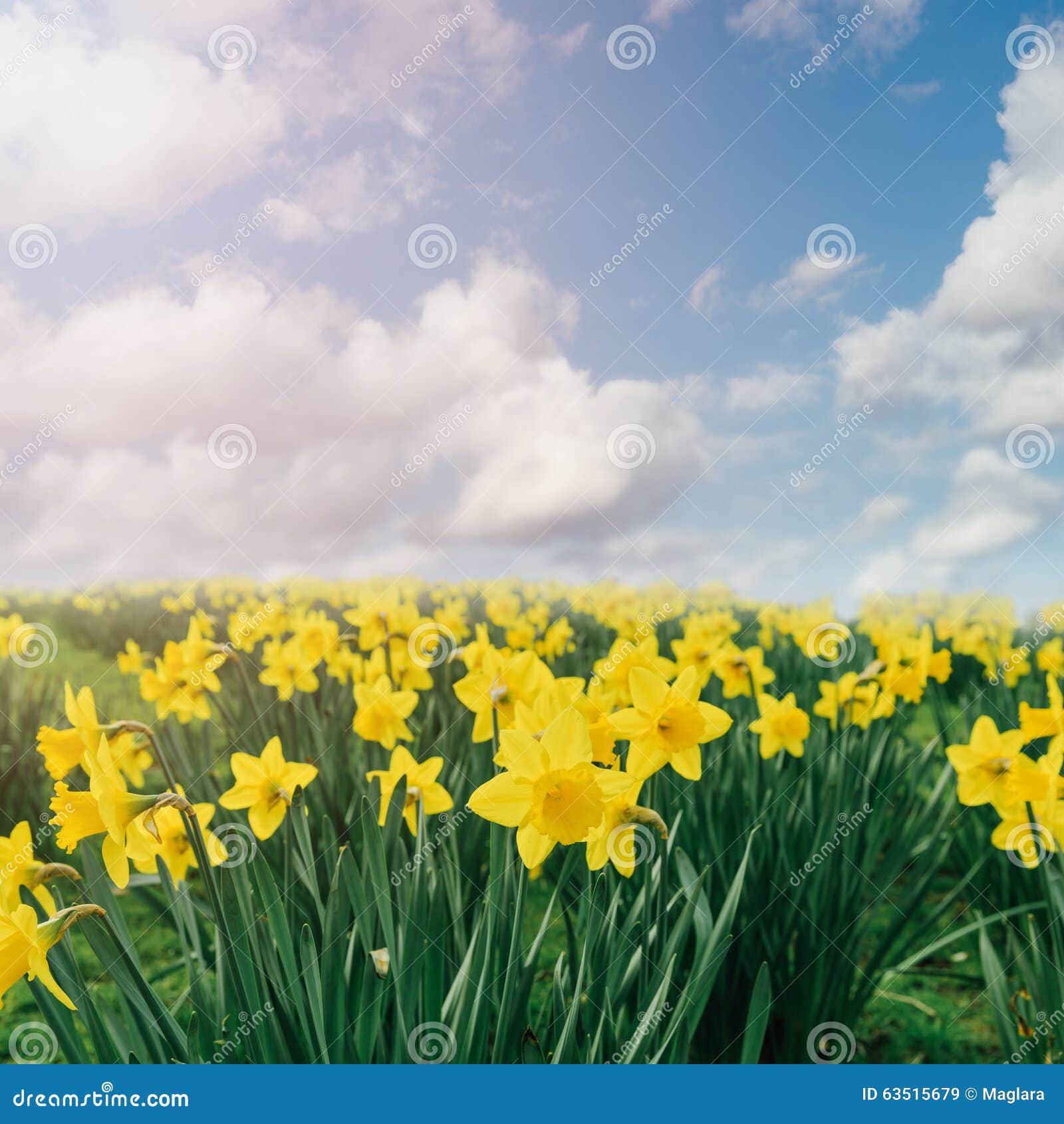 Daffodil Flower Field Over Blue Sky Stock Image - Image of design ...