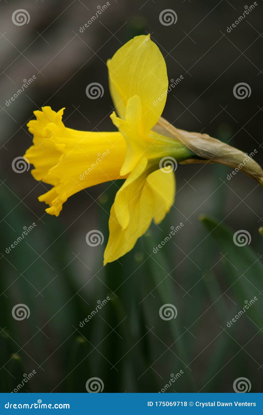Daffodil stock photo. Image of corona, flowers, spathe - 175069718