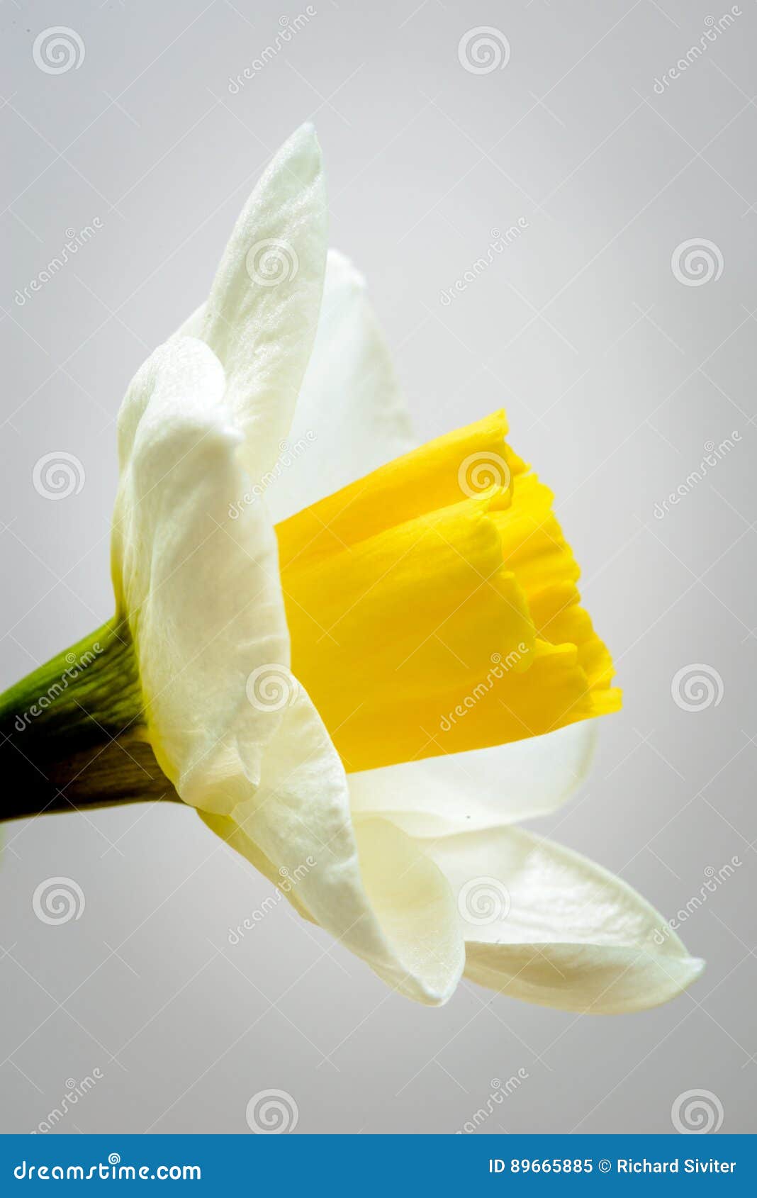 Daffodil Flower Two Tone Side View Close Up Stock Image - Image of ...
