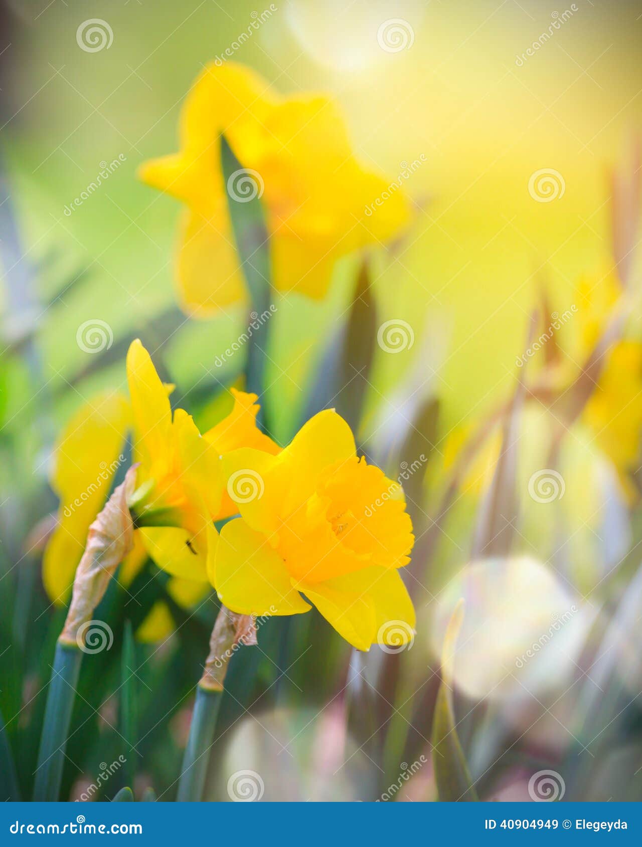 Daffodil flowers stock image. Image of green, bloom, fresh - 40904949