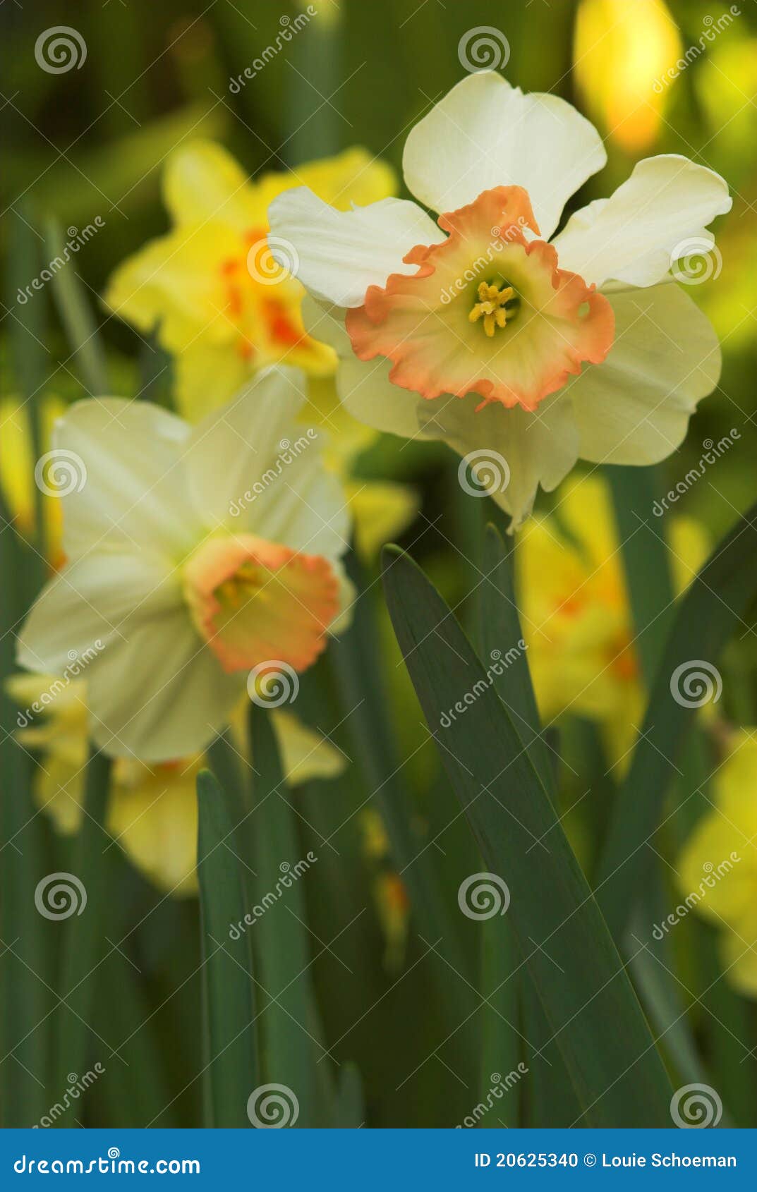 Daffodil flowers in bloom stock photo. Image of flora - 20625340