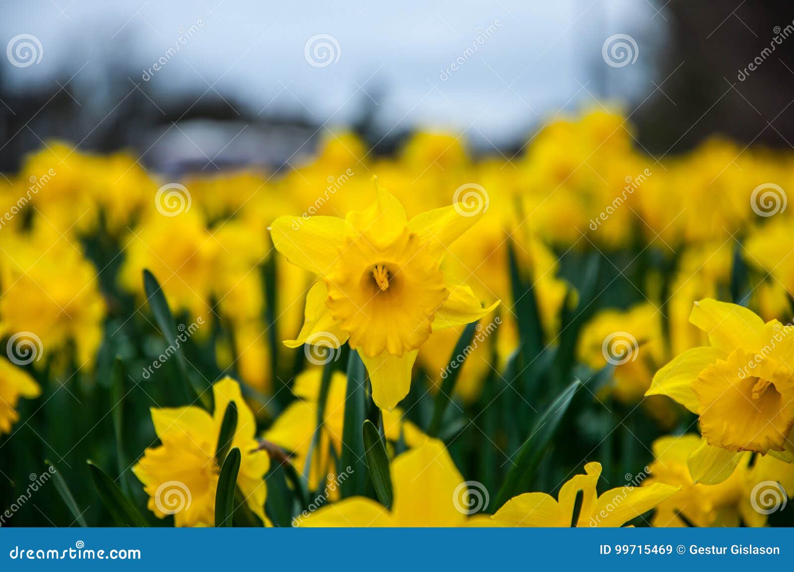Daffodil flowers stock image. Image of floral, bloom - 99715469