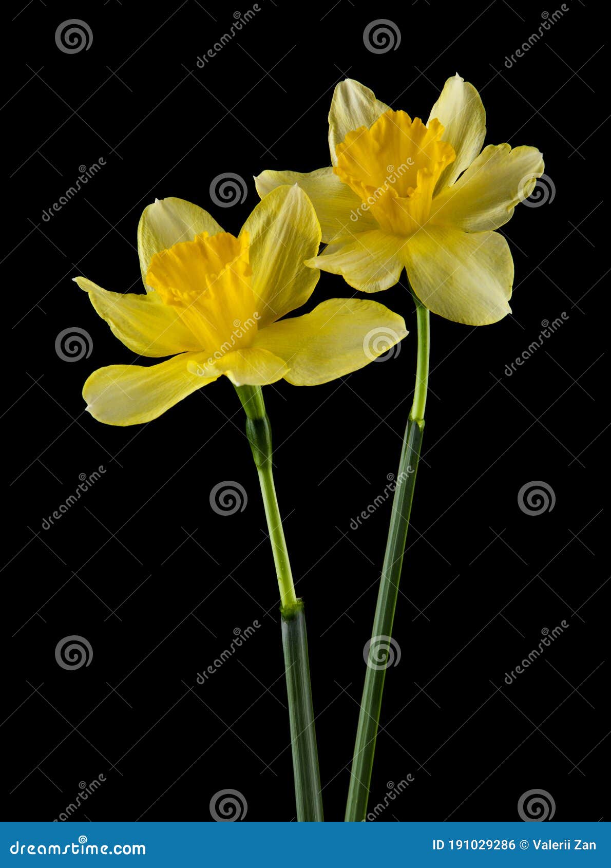 Daffodil Flowers Isolated on a Black Background Stock Photo - Image of ...