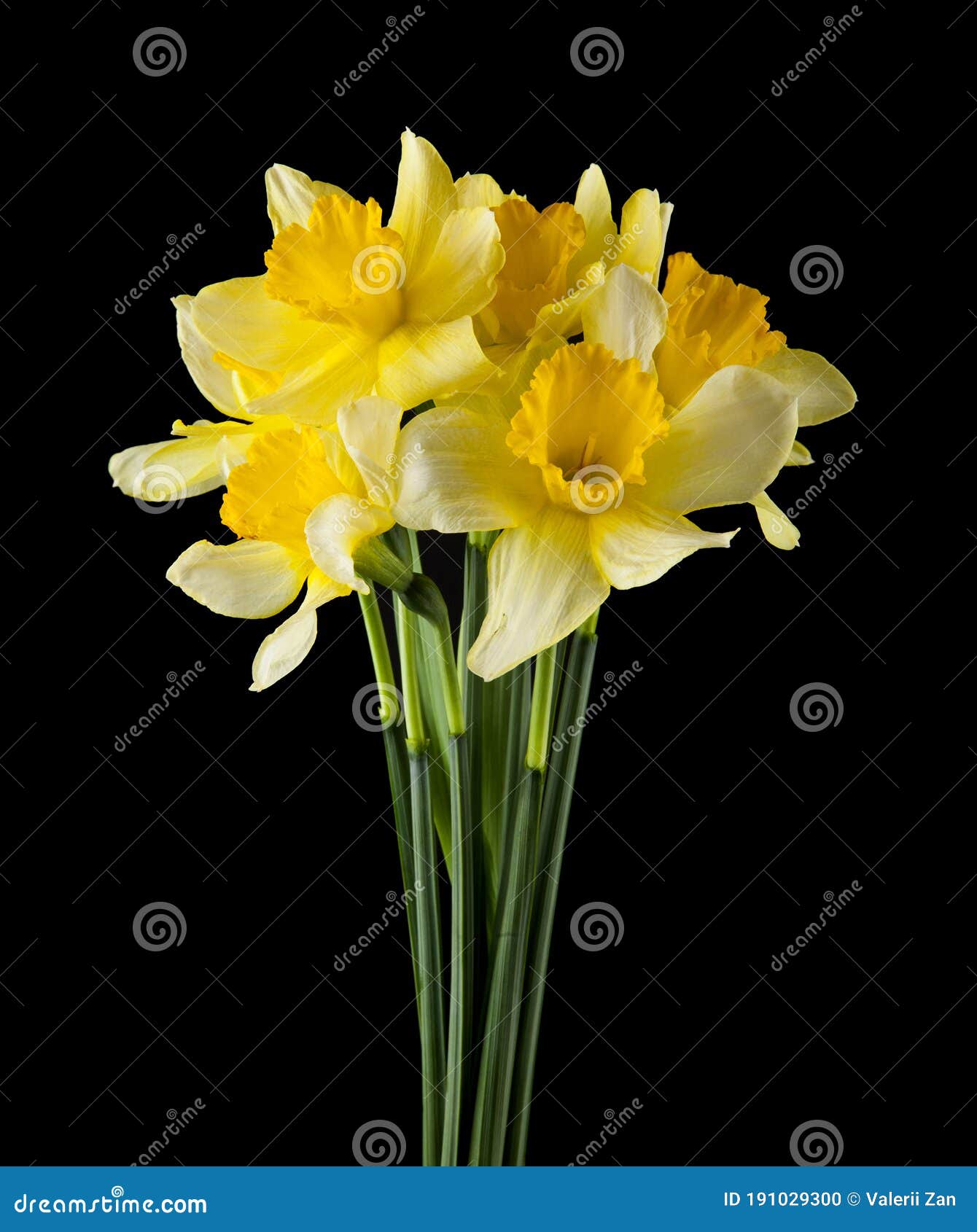 Daffodil Flowers Isolated on a Black Background Stock Photo - Image of ...