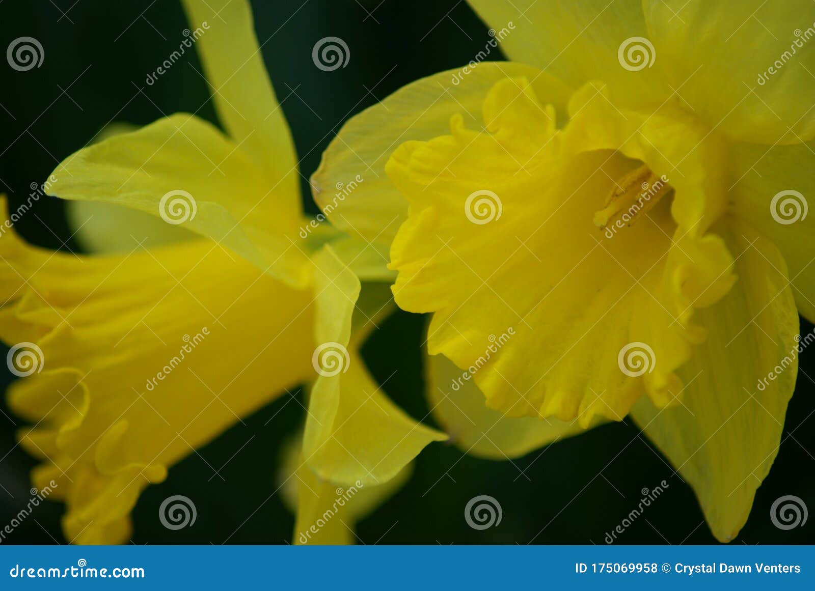 Daffodils stock photo. Image of spring, spathe, jonquils - 175069958