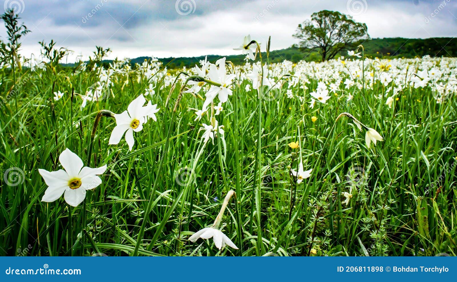 Daffodil Flowers in Spring Daffodil Valley and Single Tree in the ...